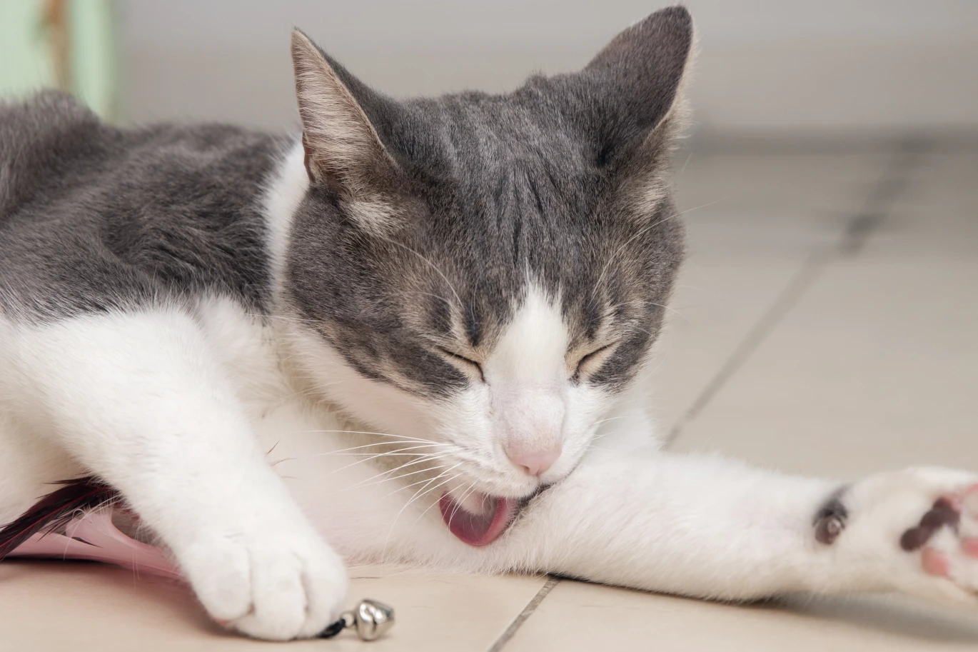 cat saliva